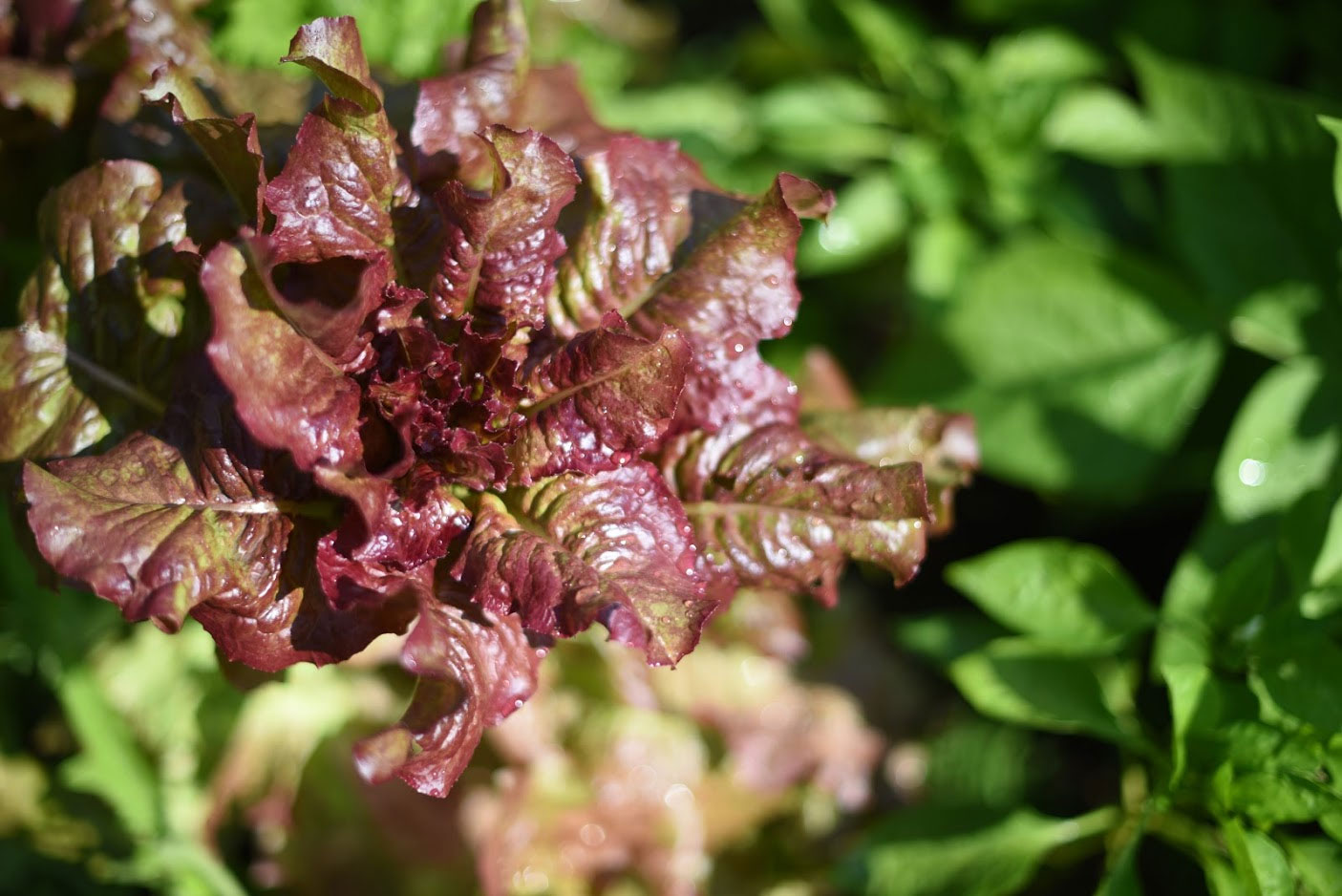 Community Garden - Crabtree Neck Land Trust